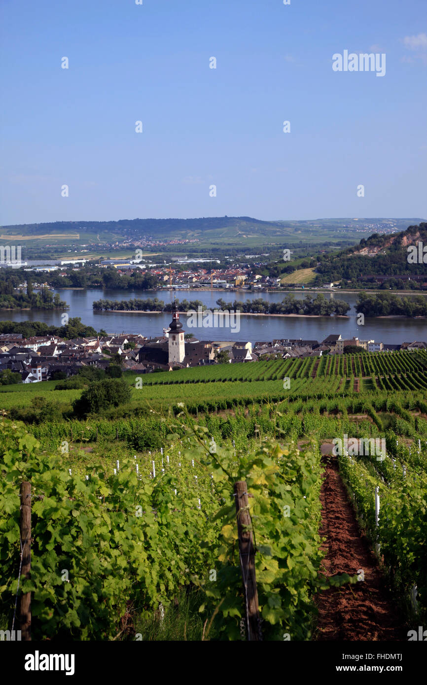 Vineyard and Rhine River at Rudesheim, Germany Stock Photo - Alamy