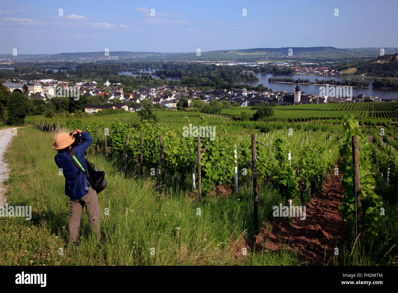 Vineyard and Rhine River at Rudesheim, Germany Stock Photo - Alamy