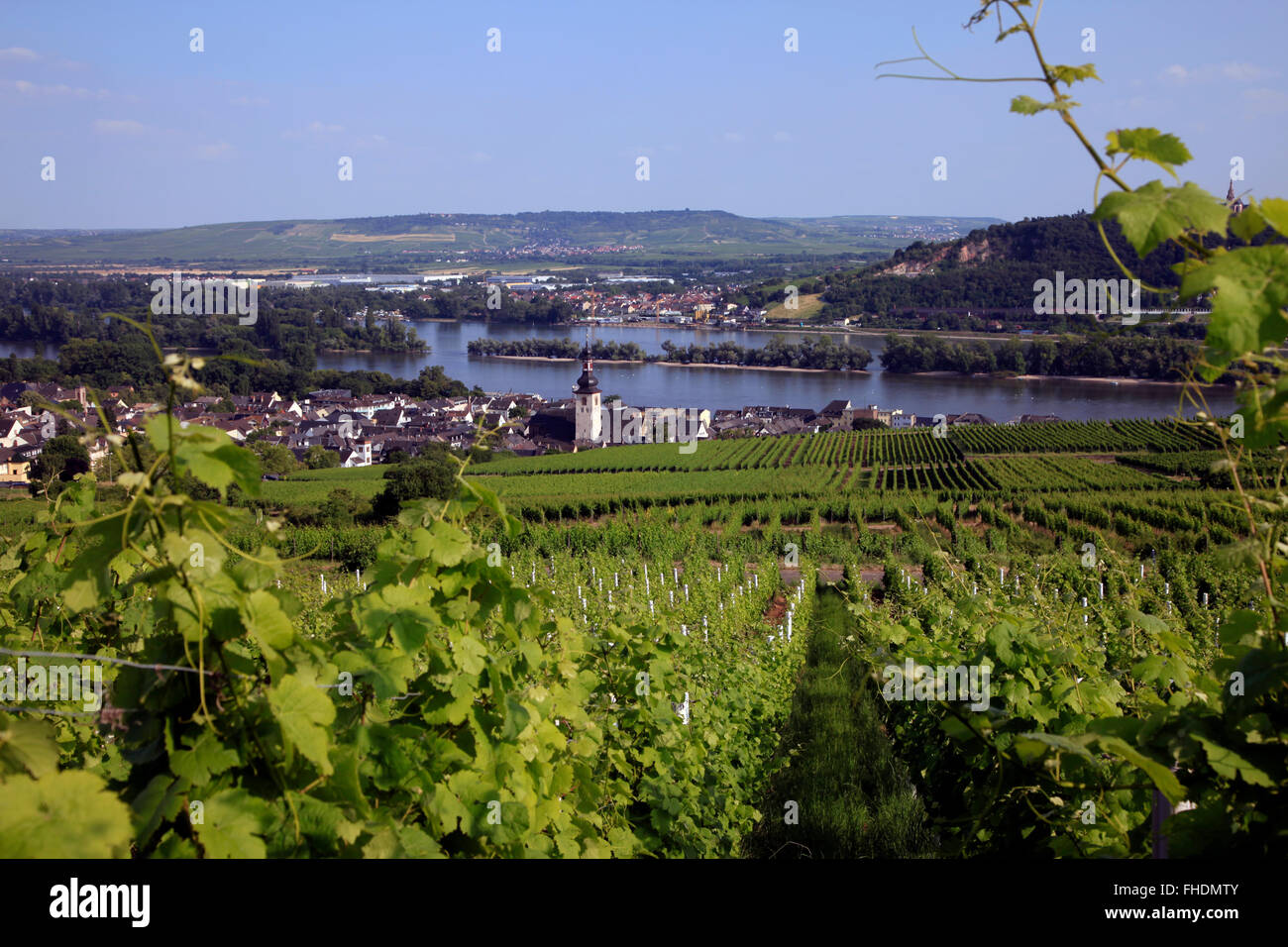 Vineyard and Rhine River at Rudesheim, Germany Stock Photo - Alamy