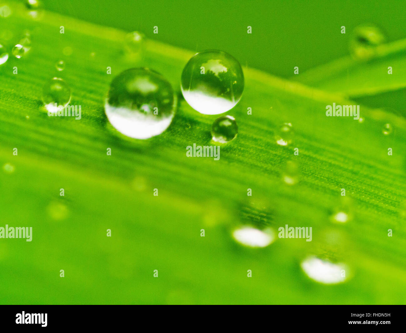 Dew on green leaves Stock Photo - Alamy