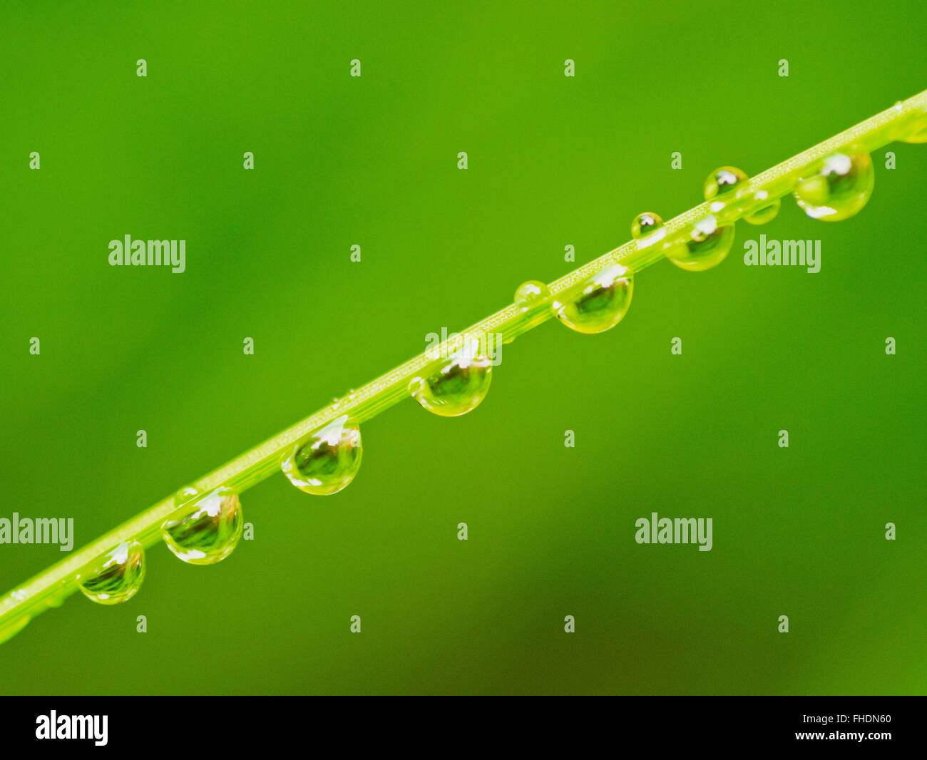 Multiple dew drop hi-res stock photography and images - Alamy