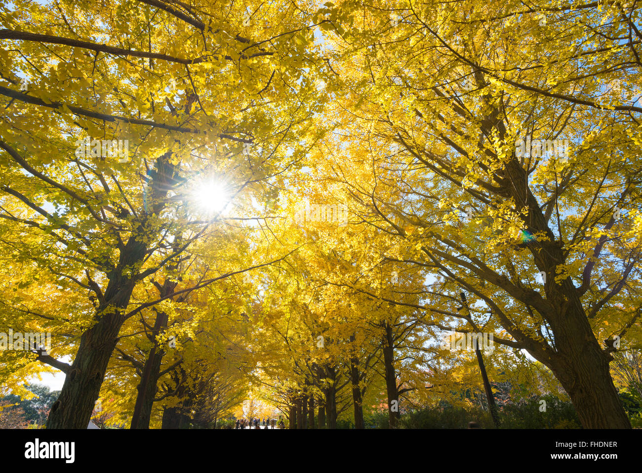 Golden ginkgo trees hi-res stock photography and images - Alamy
