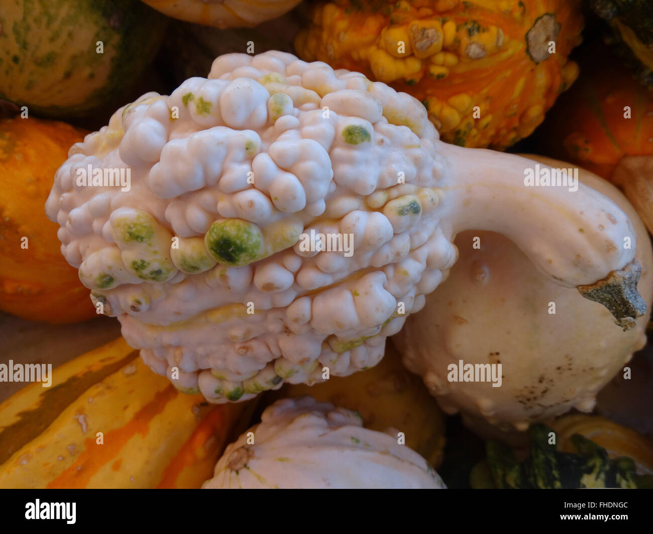 Long neck gourd hi-res stock photography and images - Alamy