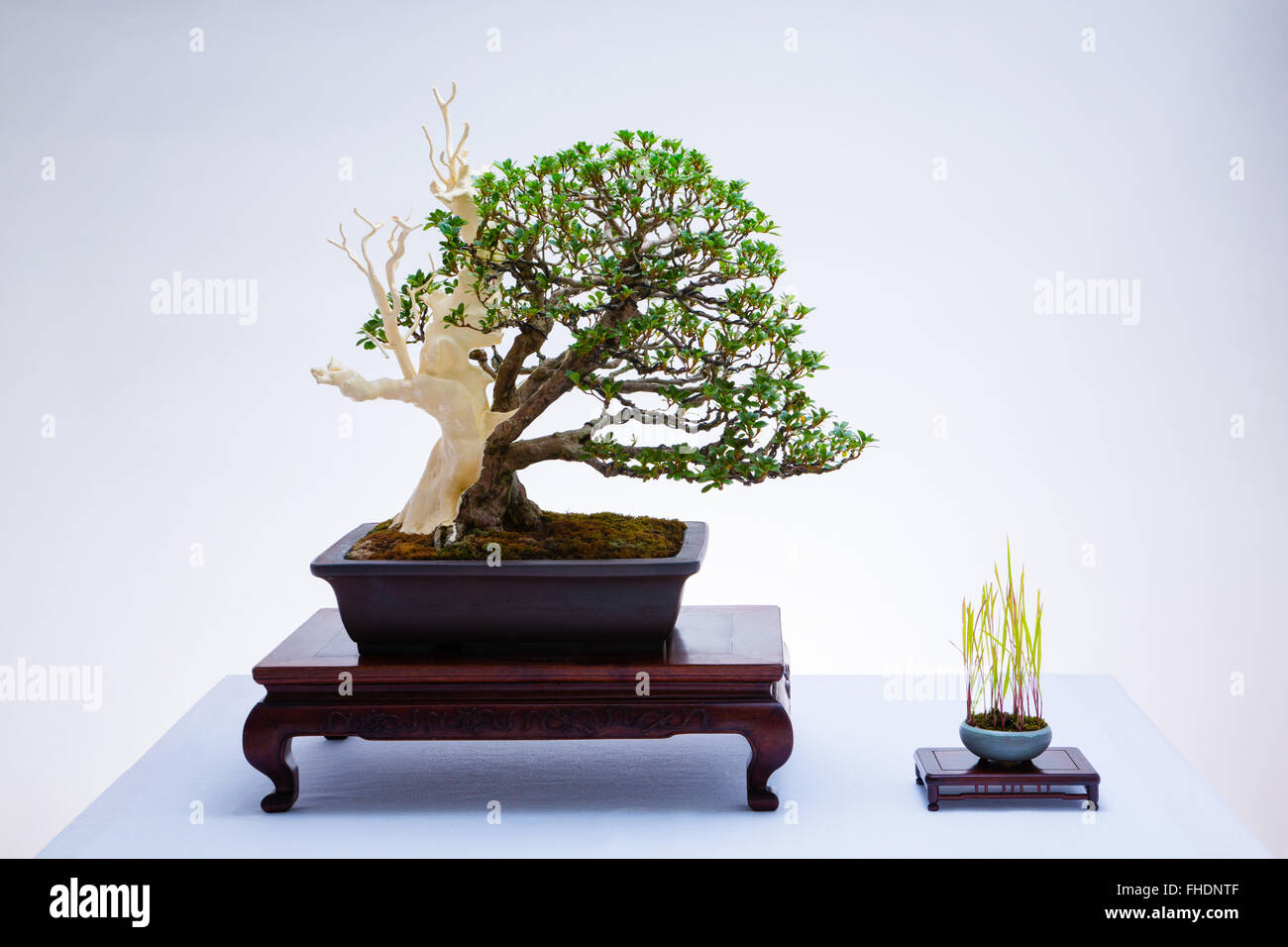 Bonsai tree shadow hi-res stock photography and images - Alamy