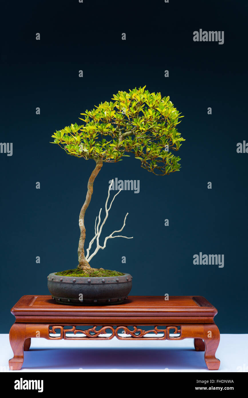 Bonsai azalea hi-res stock photography and images - Alamy