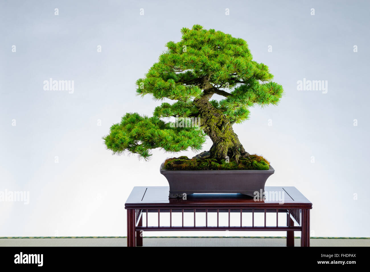 Bonsai stand hi-res stock photography and images - Alamy