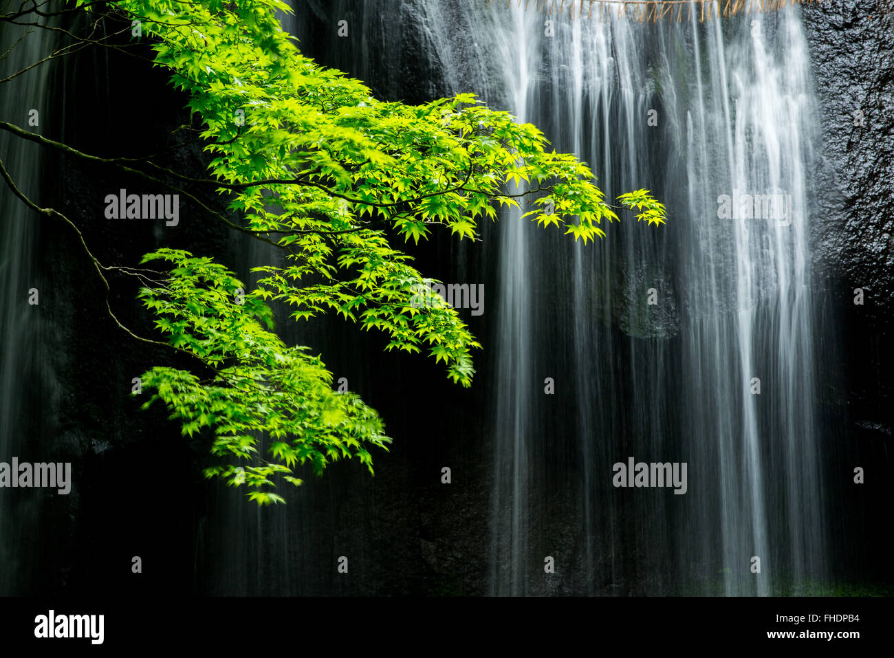 Maple leaves and waterfall Stock Photo - Alamy