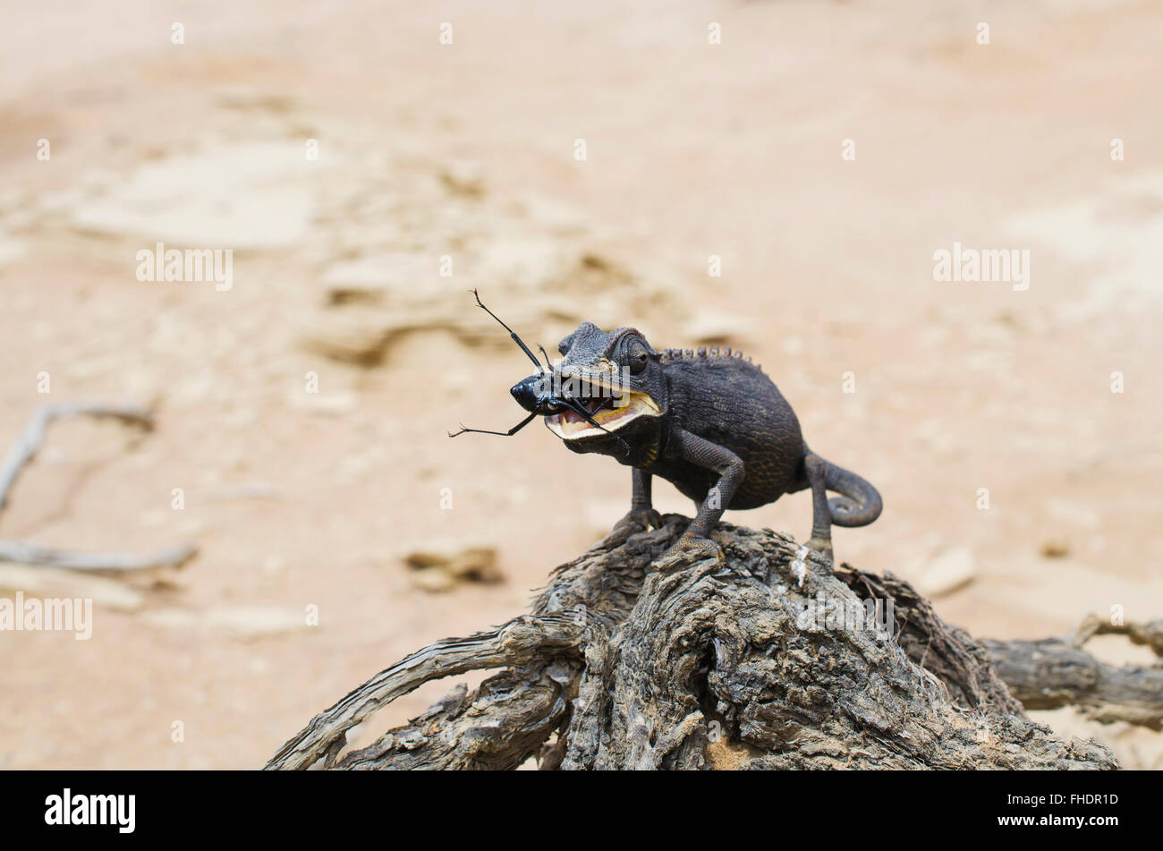 Namibia, Namib desert, Swakopmund, Namaqua Chameleon eating a beetle in ...