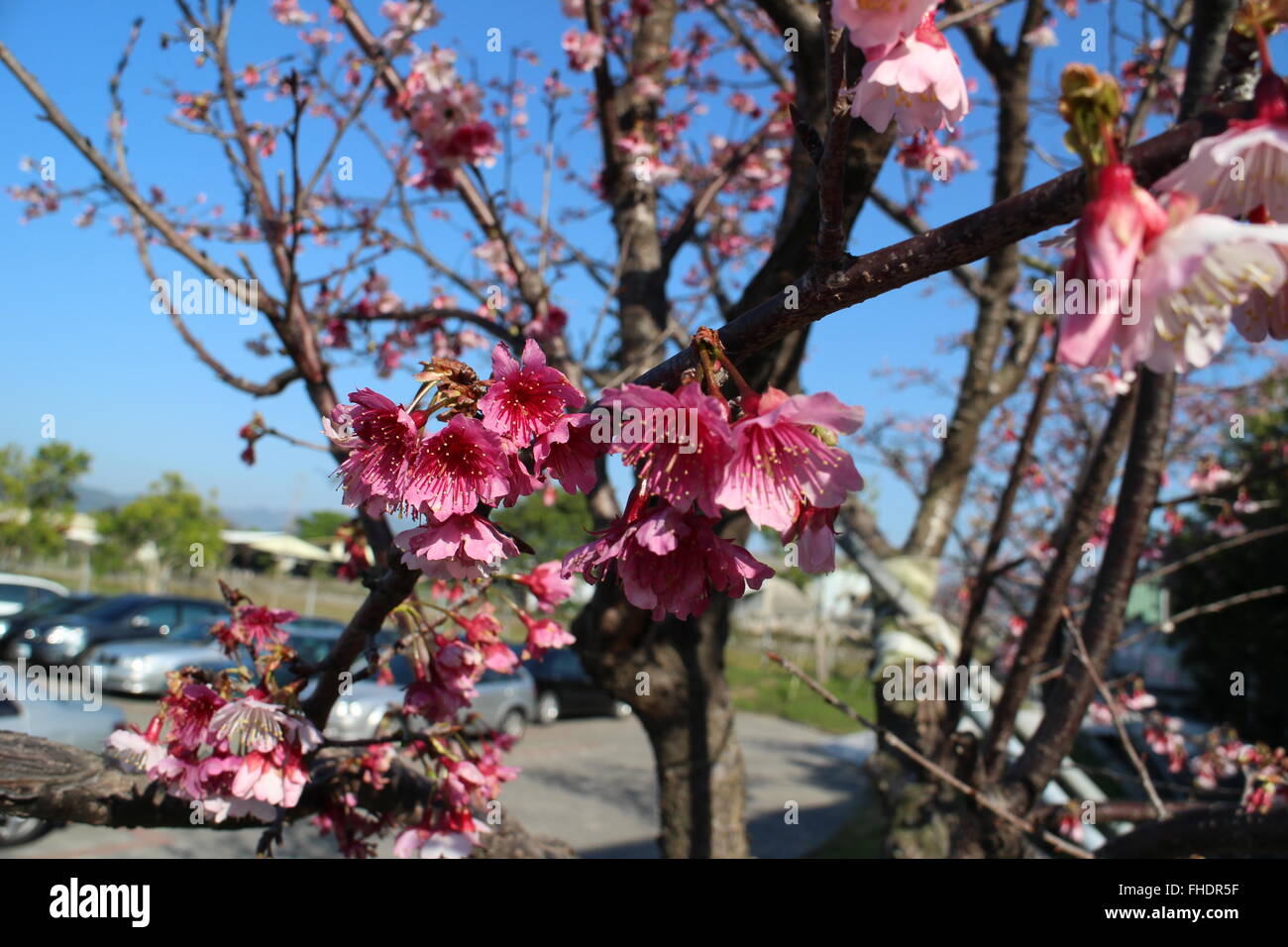 Pink of cherry blossoms in Taichung, Taiwan Stock Photo - Alamy