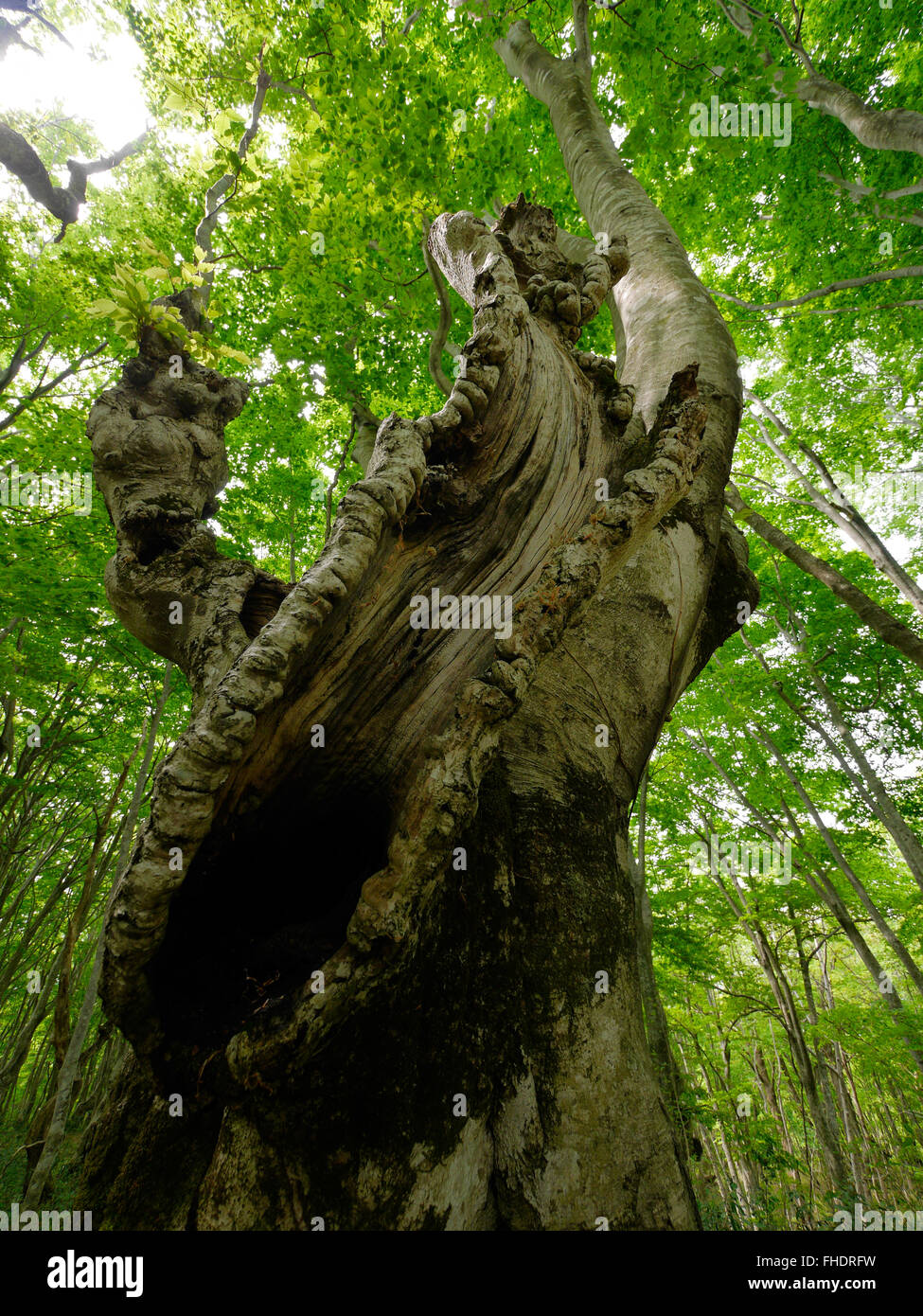 Giant tree hi-res stock photography and images - Alamy