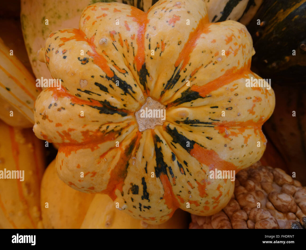 Cucurbita pepo, warty gourd, base of ornamental gourd with gradually ...