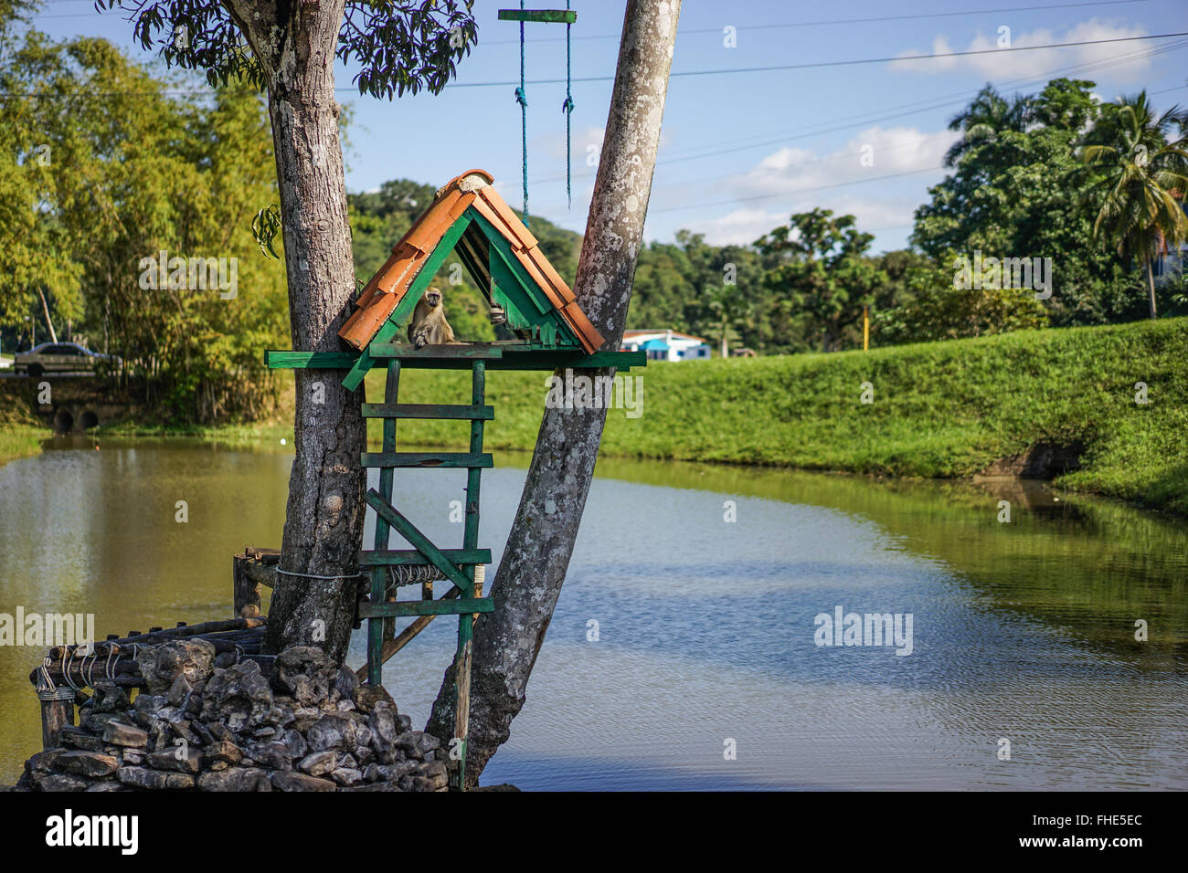 Monkey in the house, sitting under the Roof Stock Photo - Alamy