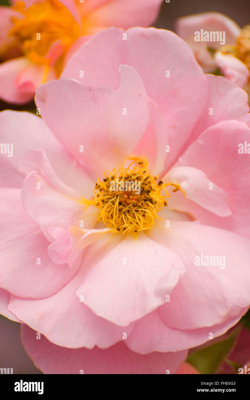 Warwick Castle rose, Heirloom Roses, St Paul, Oregon Stock Photo - Alamy