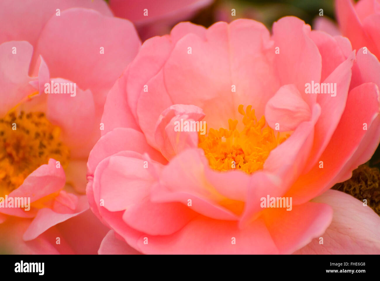 Rose rosa hero hi-res stock photography and images - Alamy