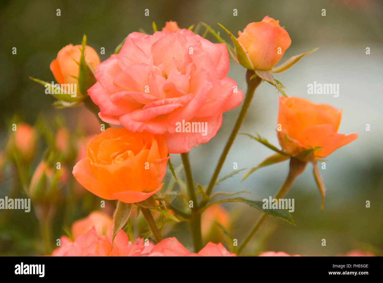 Apricot roses hi-res stock photography and images - Alamy