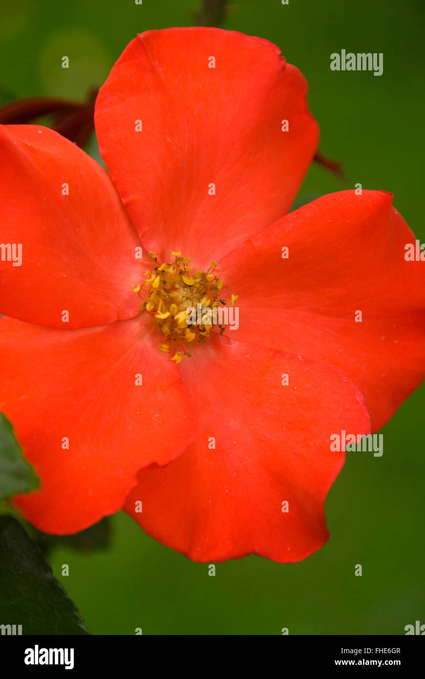 Christine rose, Heirloom Roses, St Paul, Oregon Stock Photo - Alamy