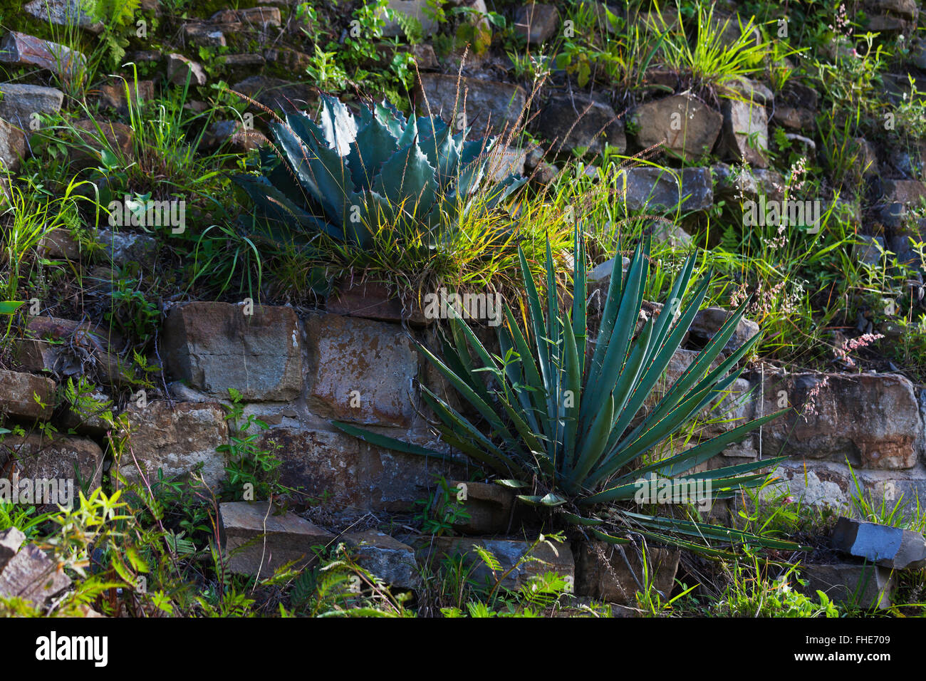Cactus and other plants grow on the unexcavated Southern Platform at ...