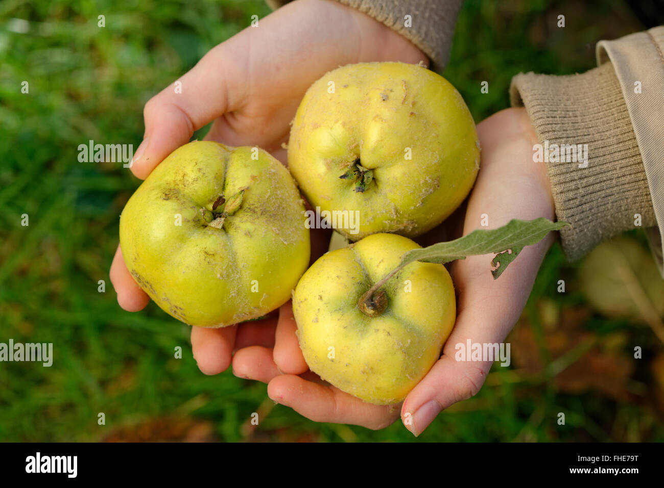 Quince hands hi-res stock photography and images - Alamy