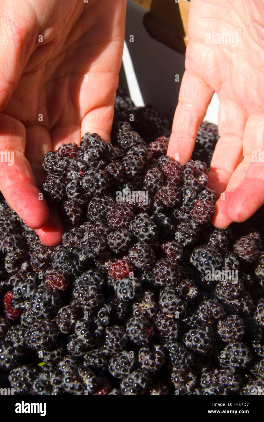 Blackcap raspberry, Marion County, Oregon Stock Photo - Alamy
