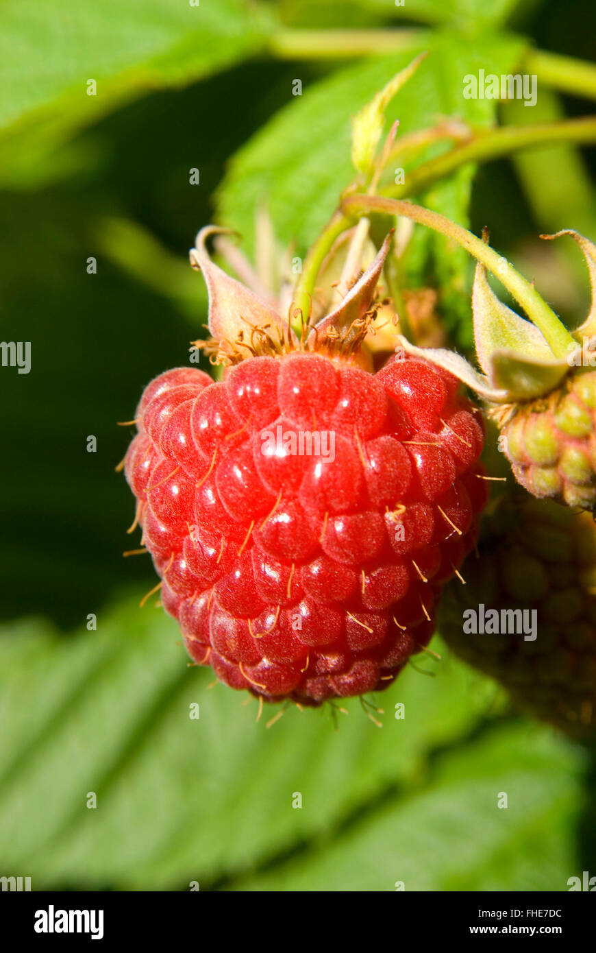 Raspberry cane hi-res stock photography and images - Alamy