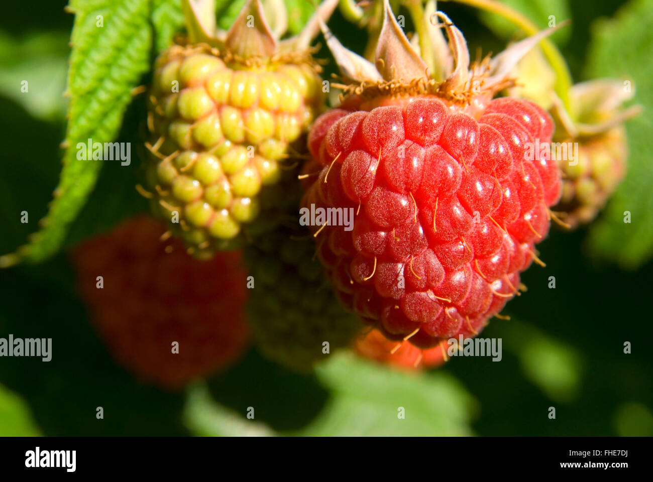 Raspberry cane hi-res stock photography and images - Alamy