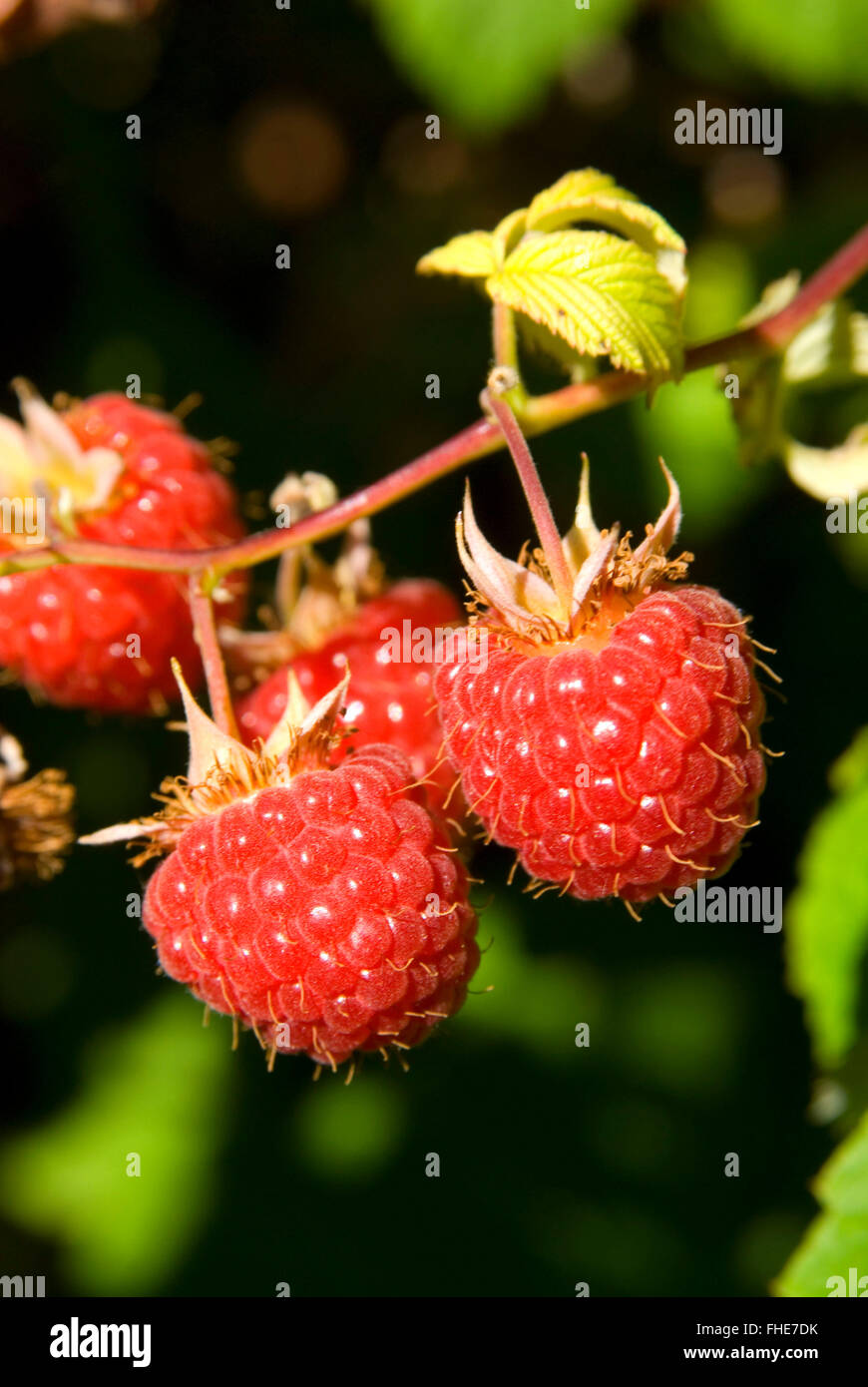 Raspberry cane hi-res stock photography and images - Alamy