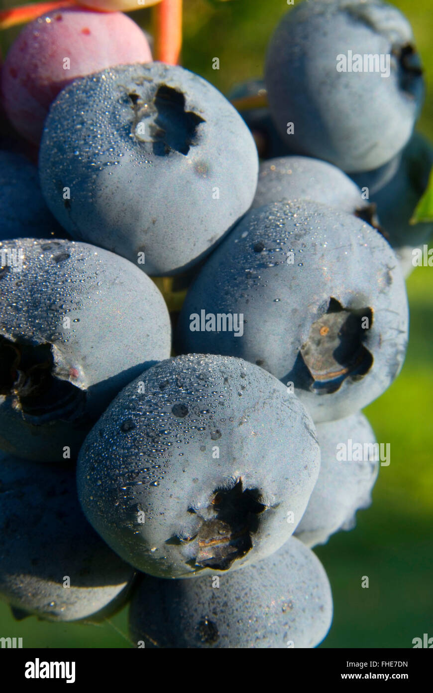 Blueberries, Marion County, Oregon Stock Photo - Alamy