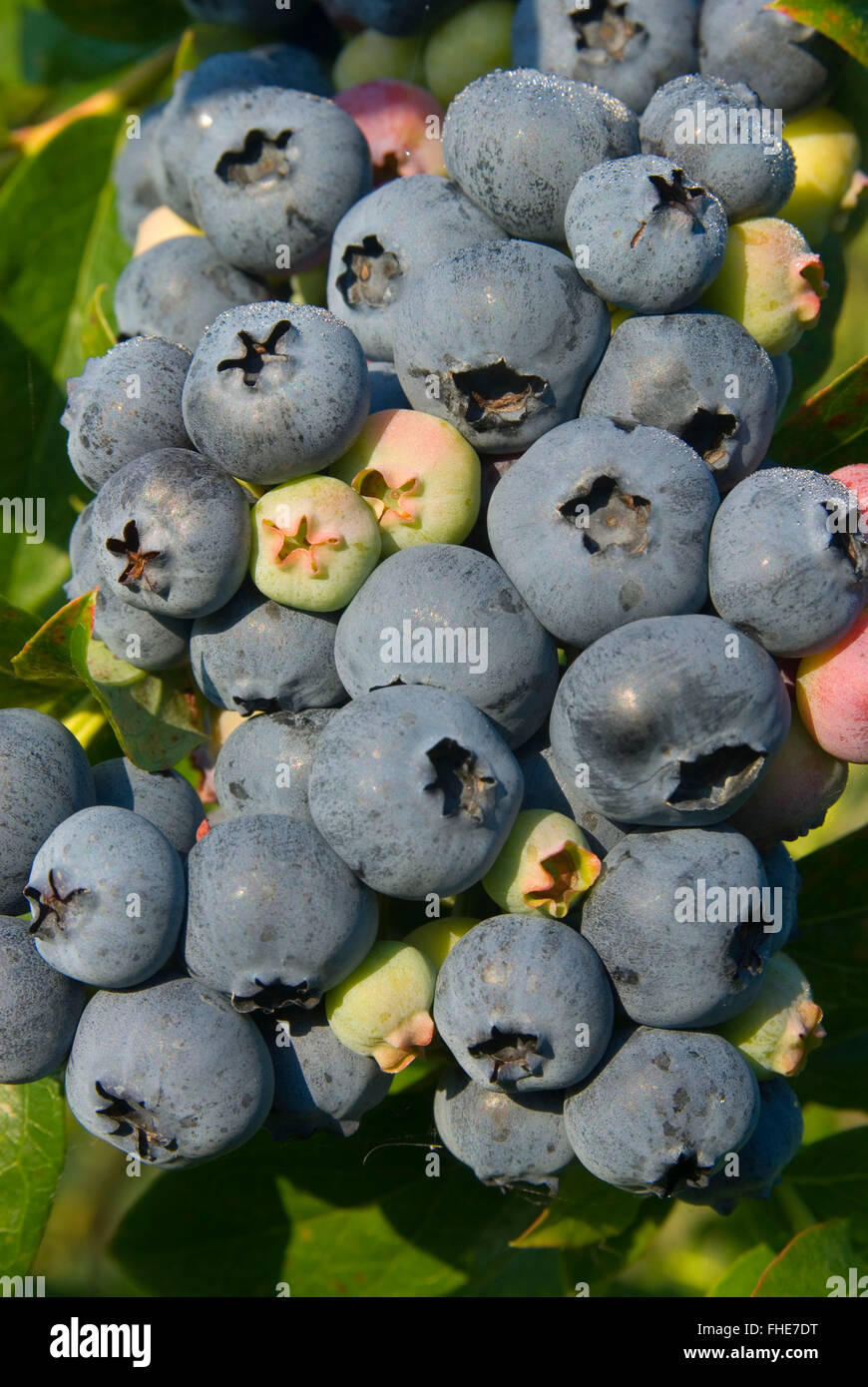 Blueberries, Marion County, Oregon Stock Photo - Alamy