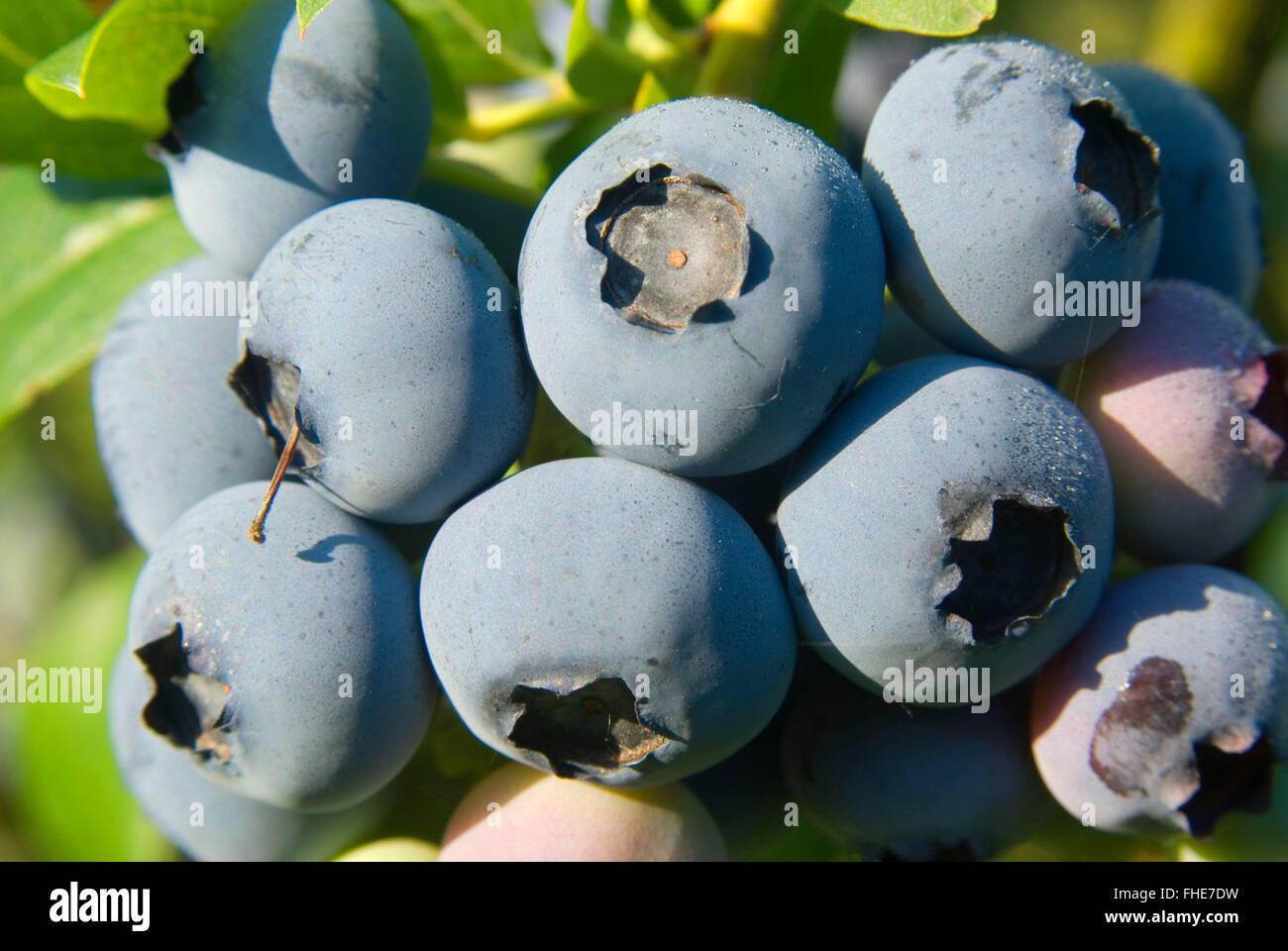 Blueberries, Marion County, Oregon Stock Photo - Alamy