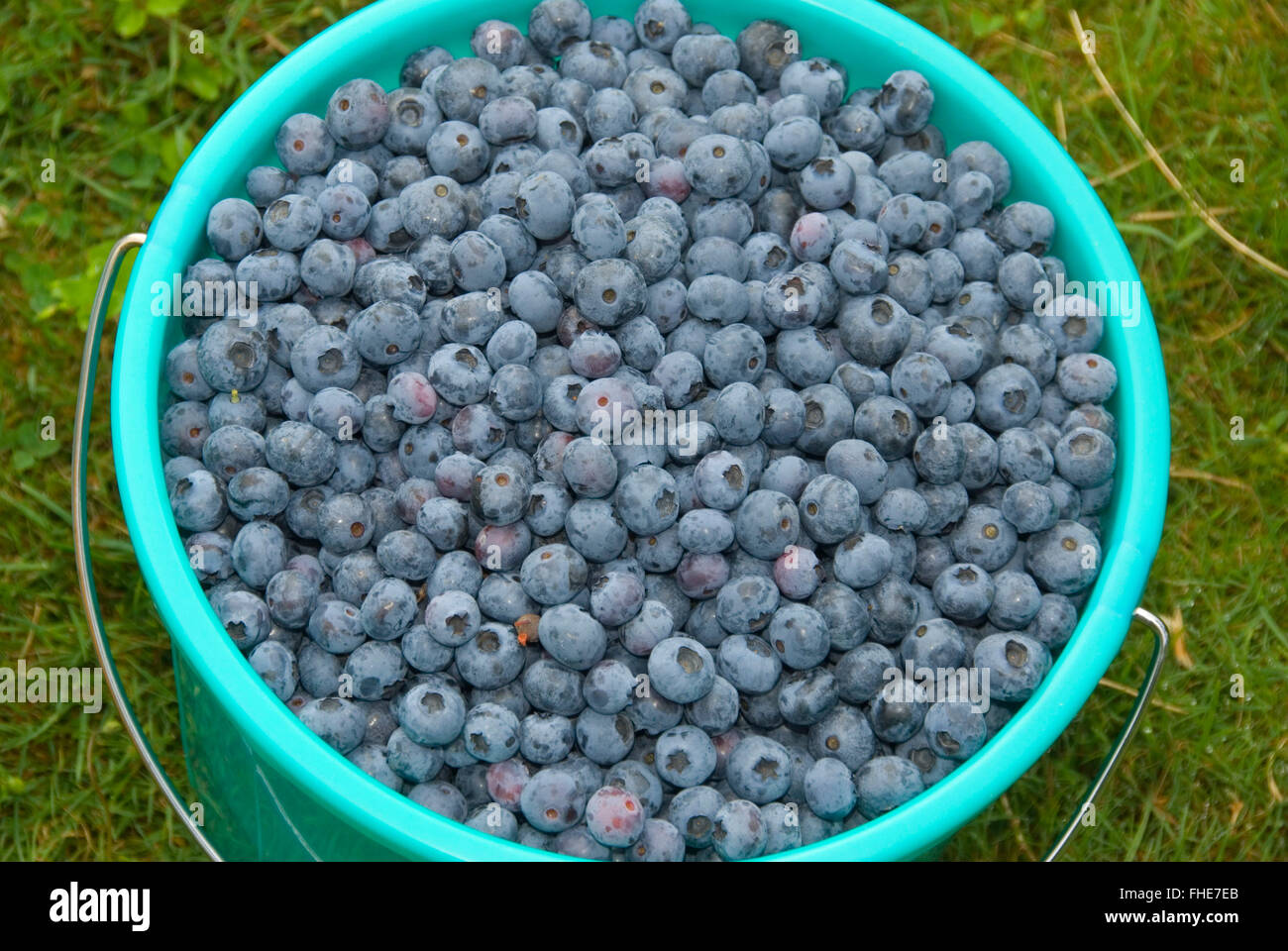 U-pick blueberries, Marion County, Oregon Stock Photo - Alamy