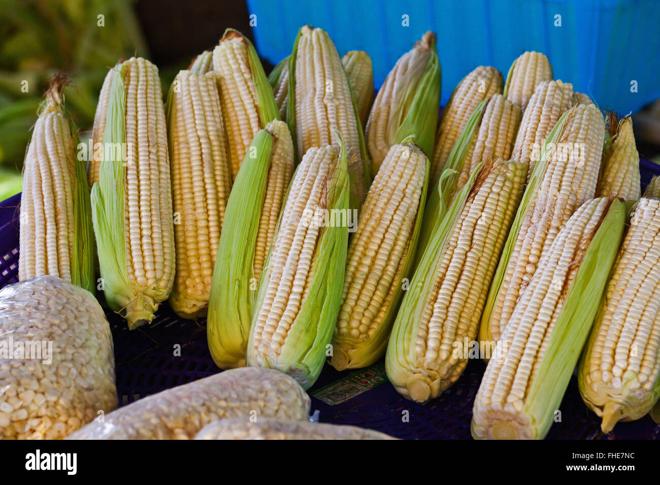 Fresh CORN for sale in the massive MERCADO DE ABASTO - OAXACA, MEXICO ...
