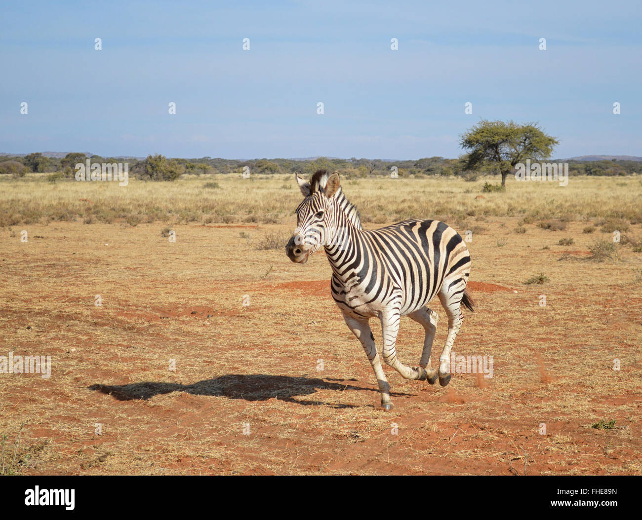 Running across savannah hi-res stock photography and images - Alamy