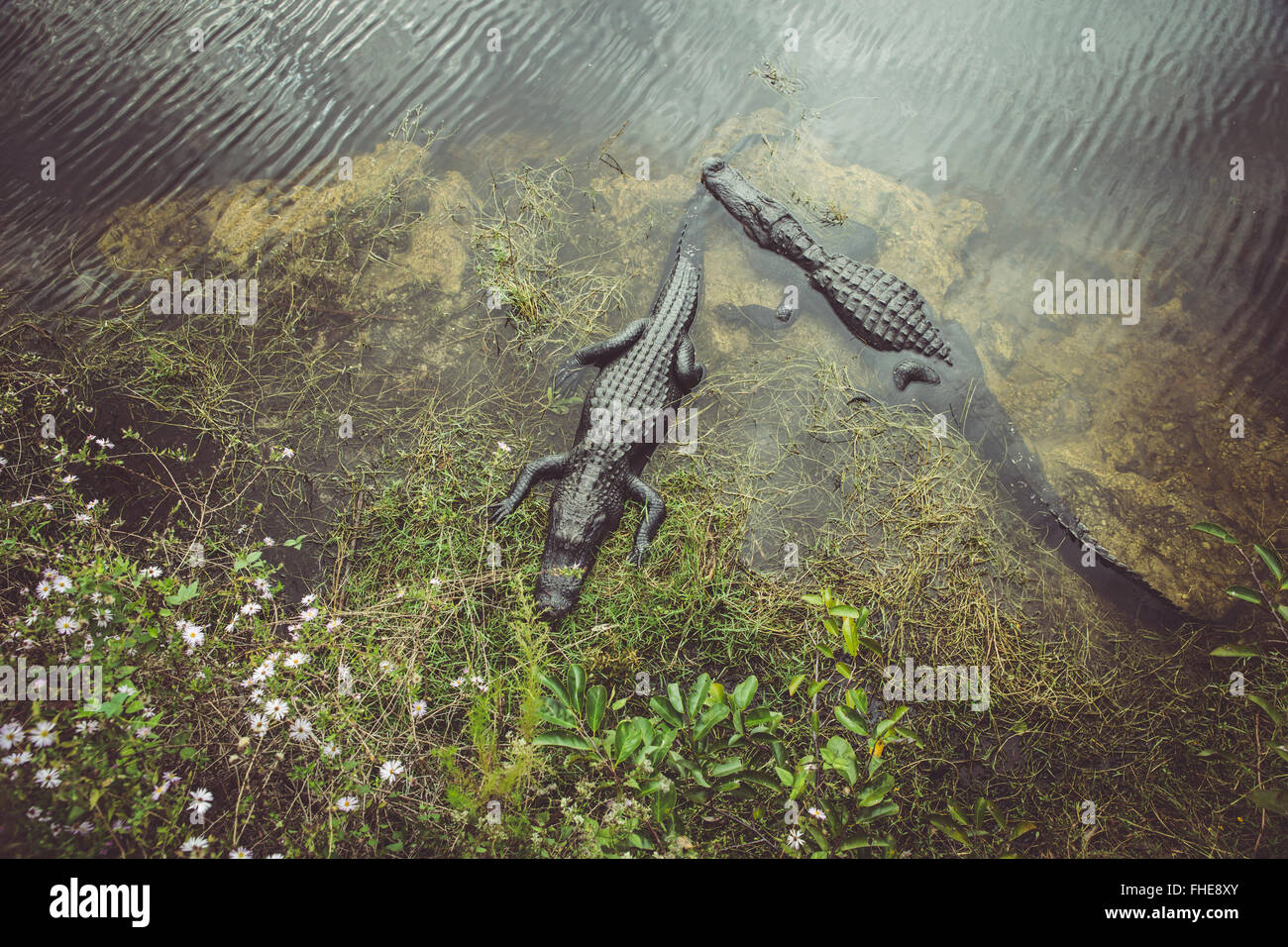 USA, Florida, Everglades, Alligators Stock Photo - Alamy
