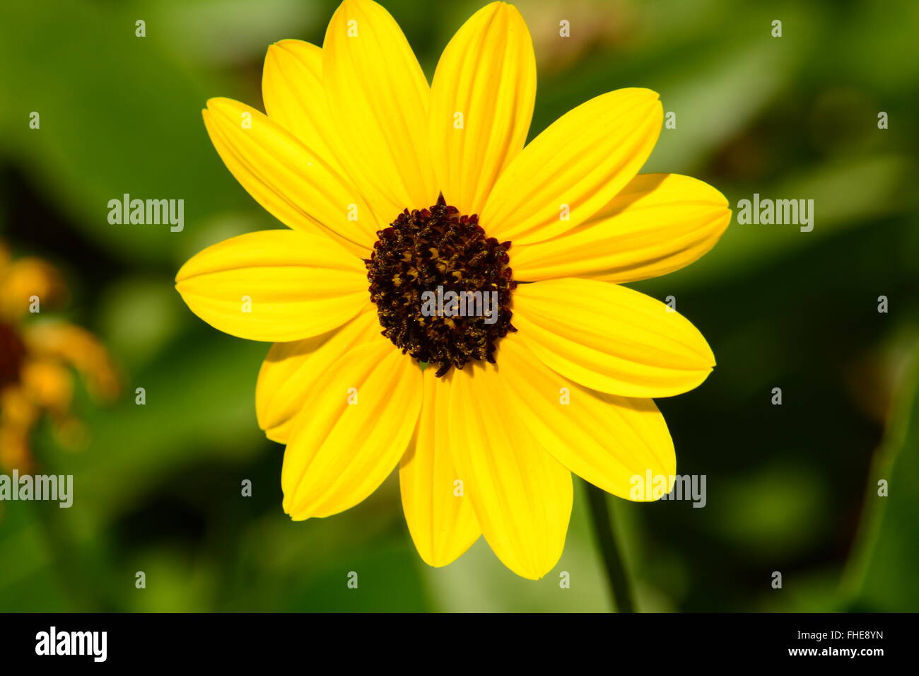 Single Yellow Wildflower Stock Photo - Alamy