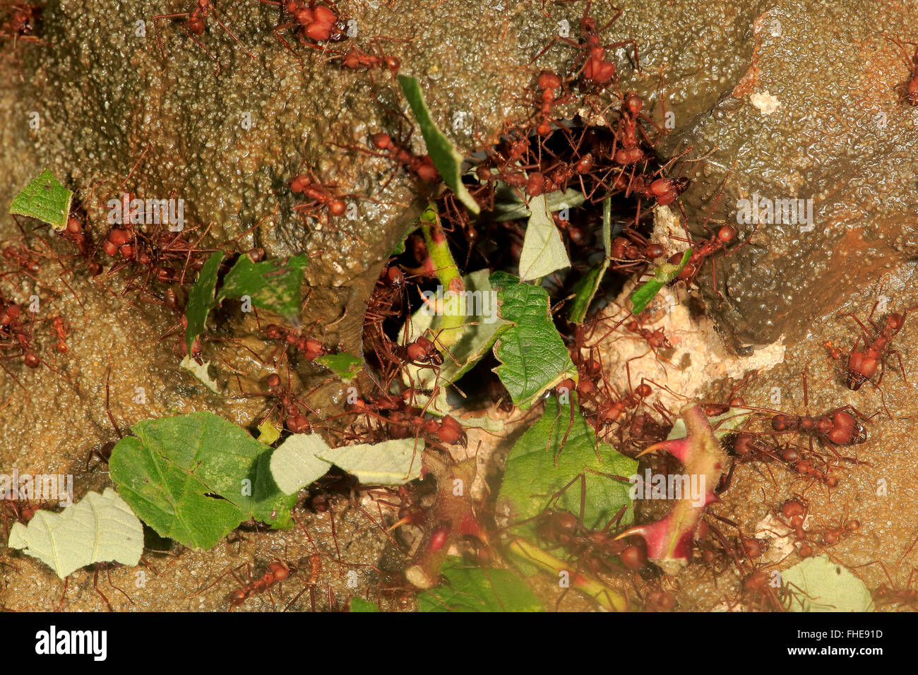 Leaf cutter ant nest hi-res stock photography and images - Alamy
