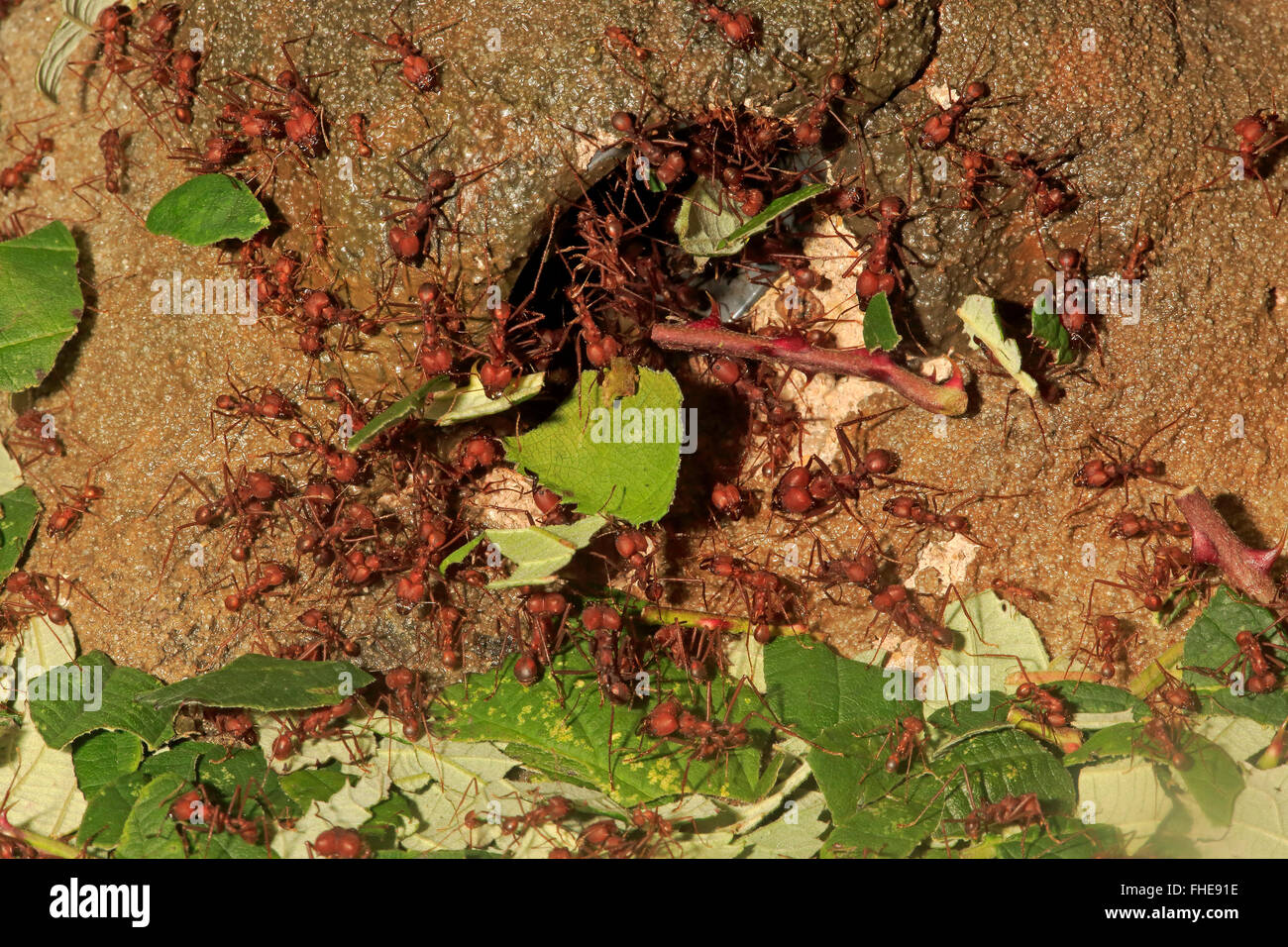Leafcutter ant nest hi-res stock photography and images - Alamy