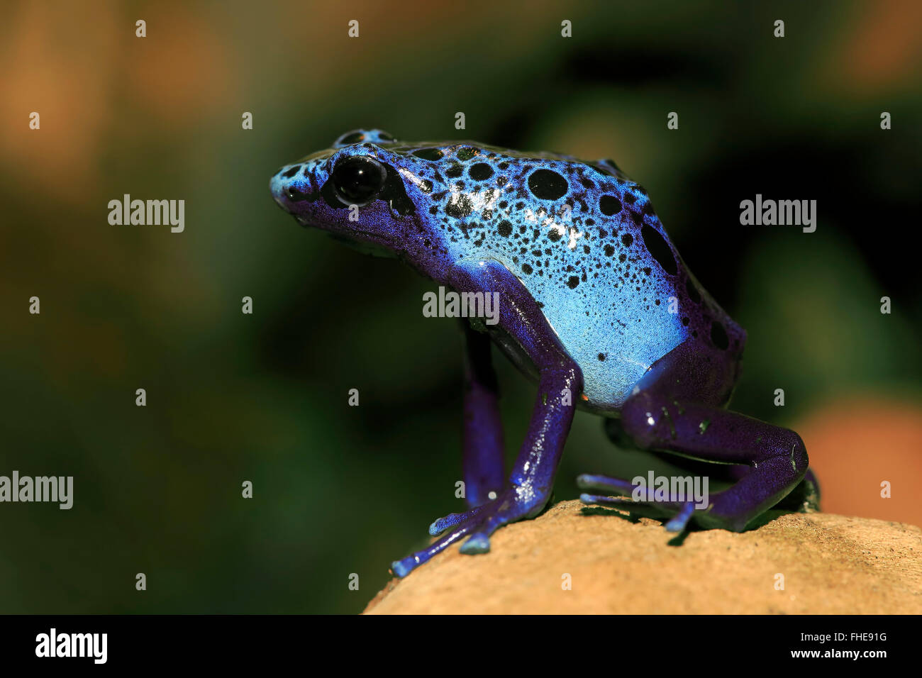 Blue poison dart frog, adult, South America / (Dendrobates azureus ...