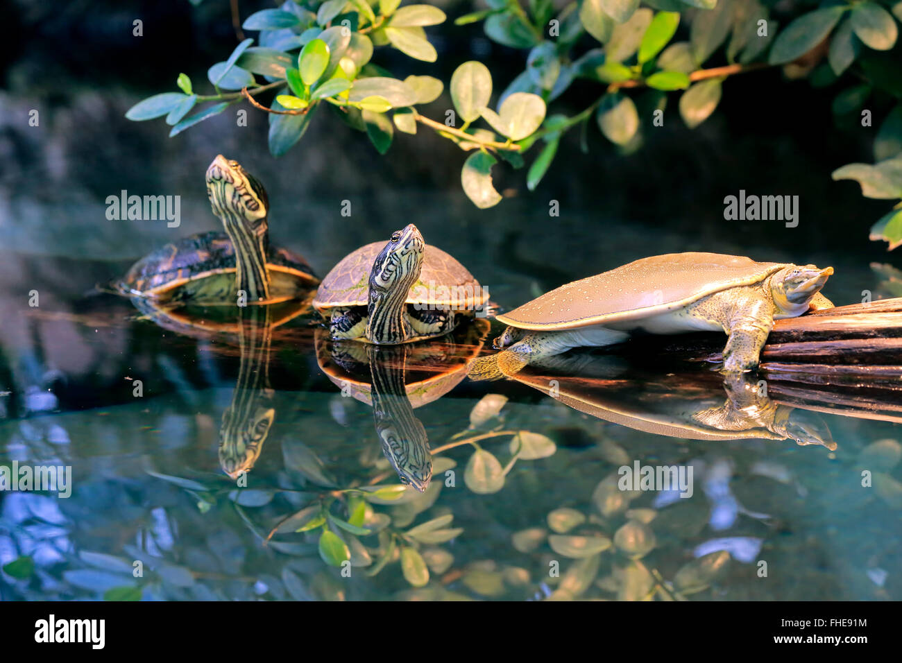 Spiny softshell turtle/, group of adults, North America / (Apalone ...