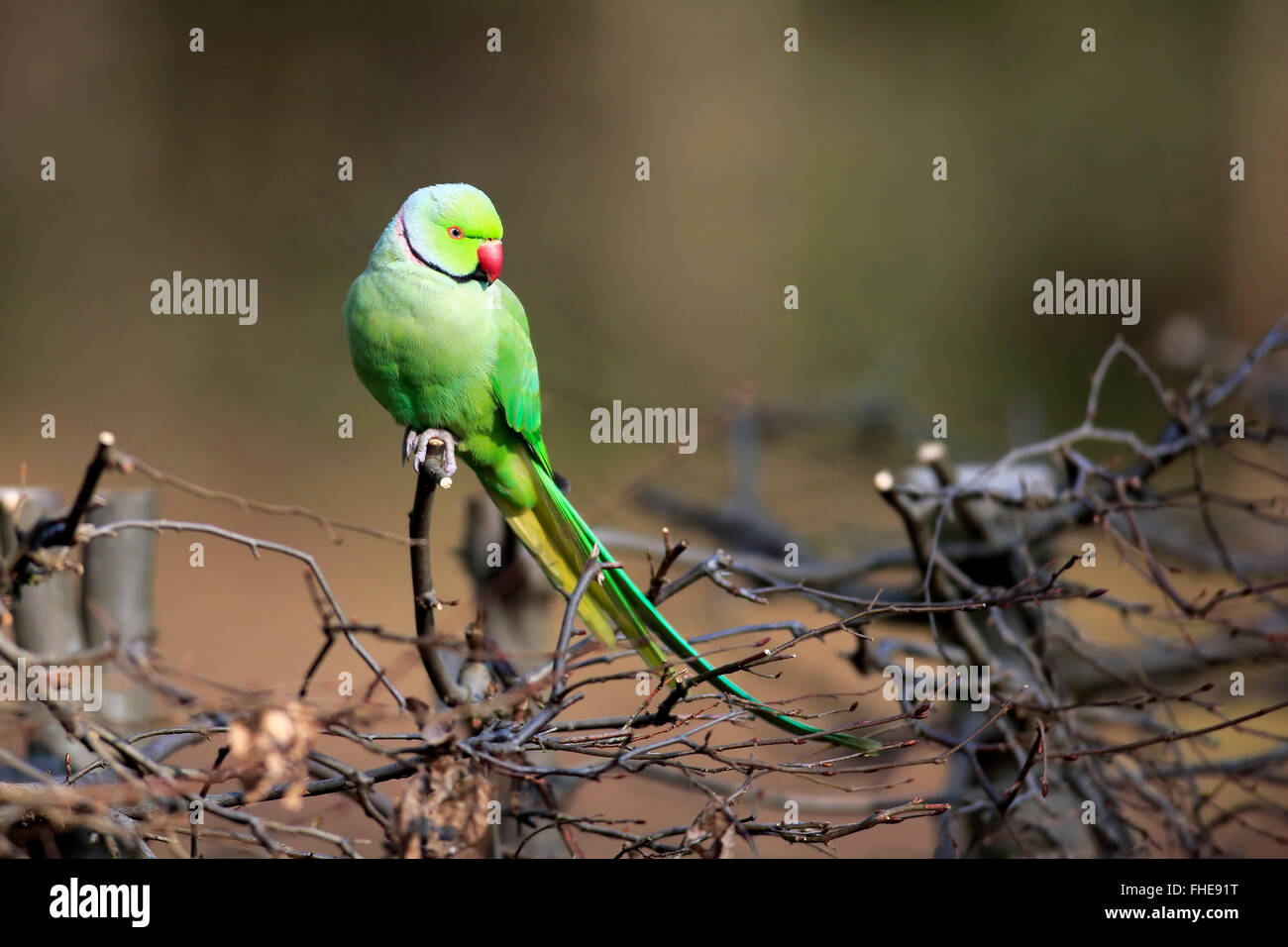 Adult rose ringed parakeets hi-res stock photography and images - Alamy