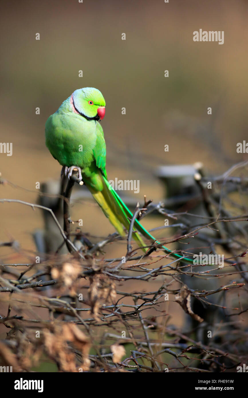 Psittacula hi-res stock photography and images - Alamy
