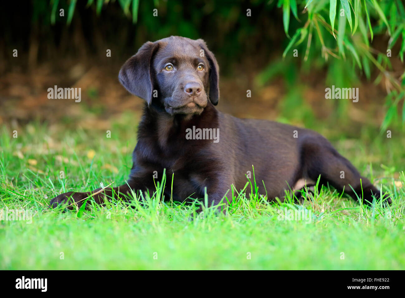 Labrador retriever, young, Germany, Europe / (Canis lupus familiaris ...