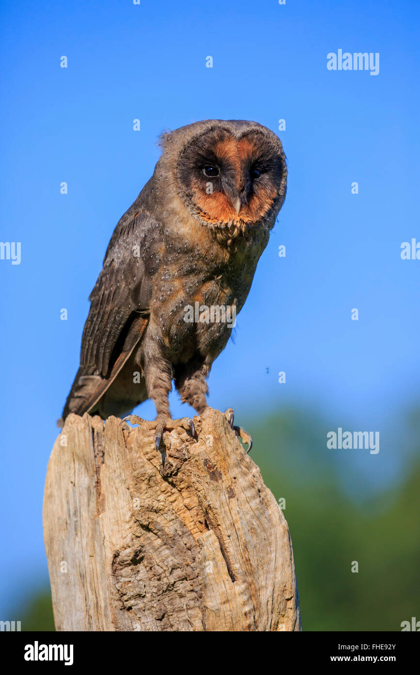 Sao Tome Barn Owl / (Tyto thomensis Stock Photo - Alamy