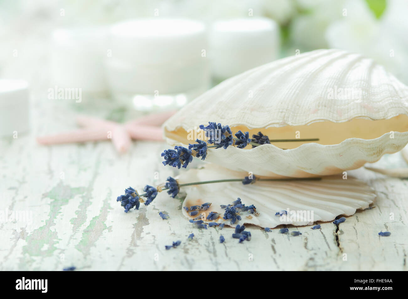 Lavender in sea shell with cream pots in background Stock Photo - Alamy