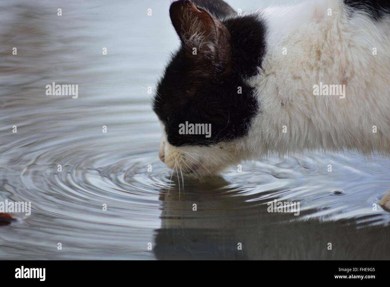 A Cat is drinking Water in a Puddle Stock Photo - Alamy