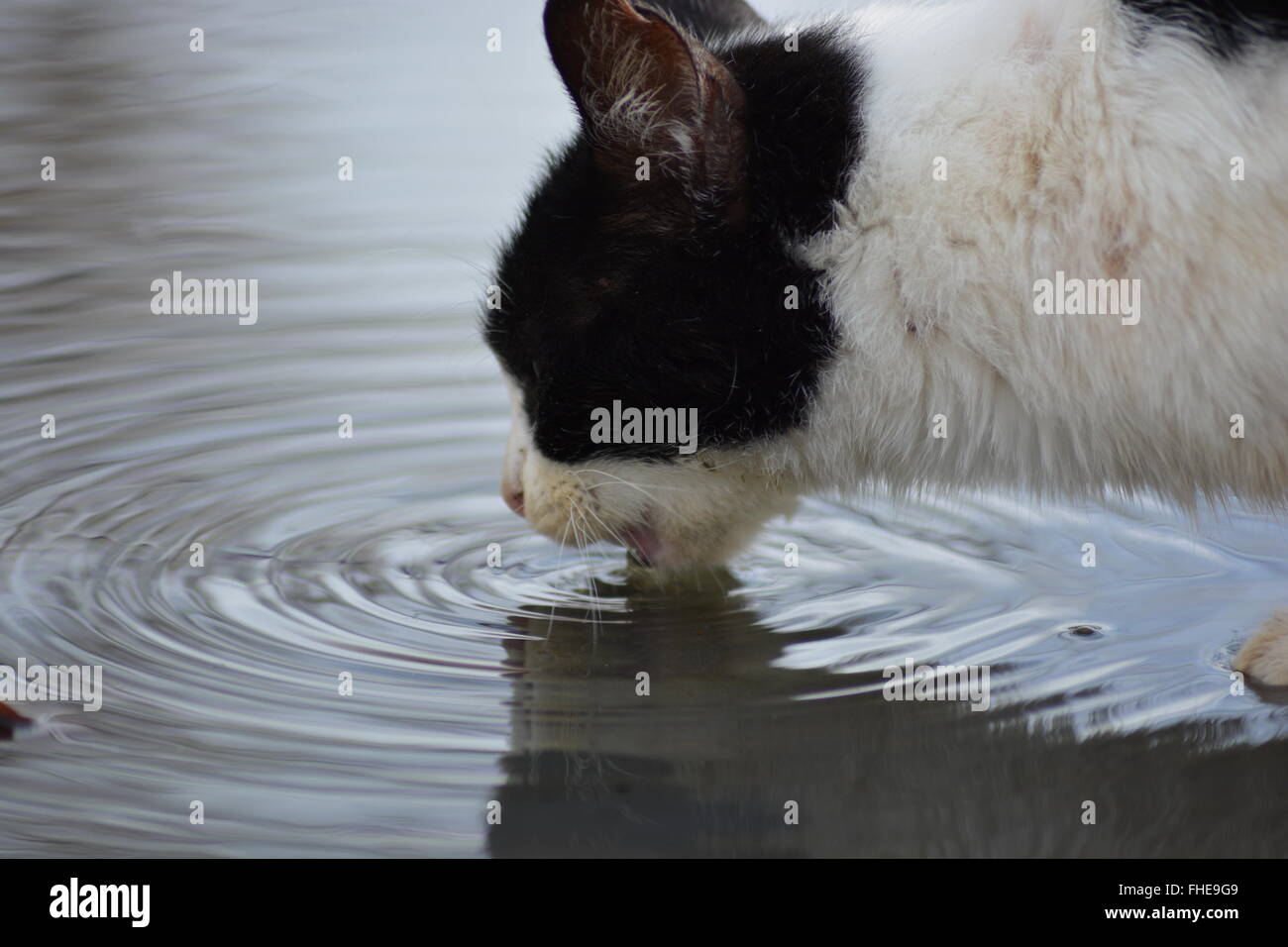 A Cat is drinking Water in a Puddle Stock Photo - Alamy