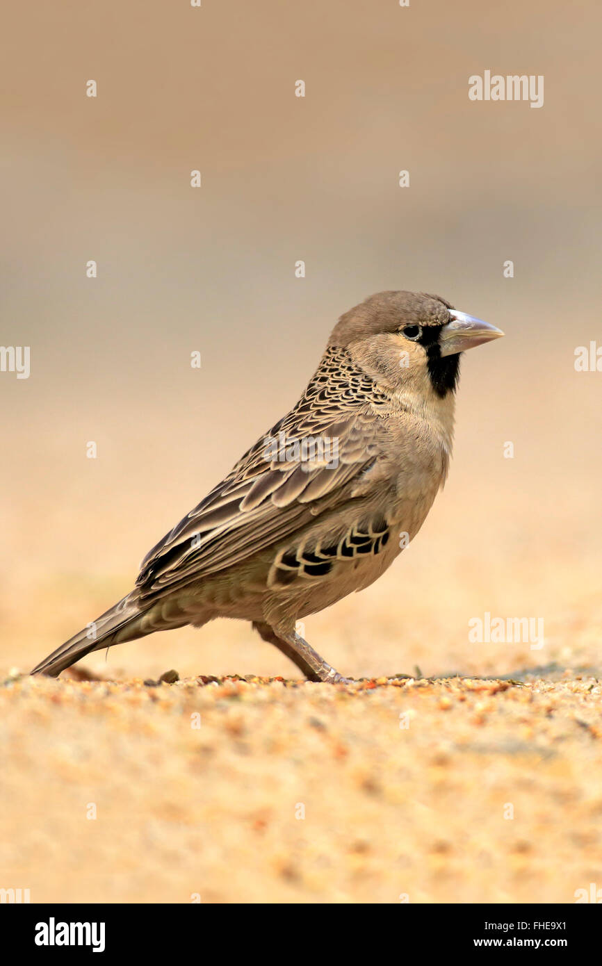 Sociable Weaver, adult, South Africa, Africa / (Philetairus socius ...