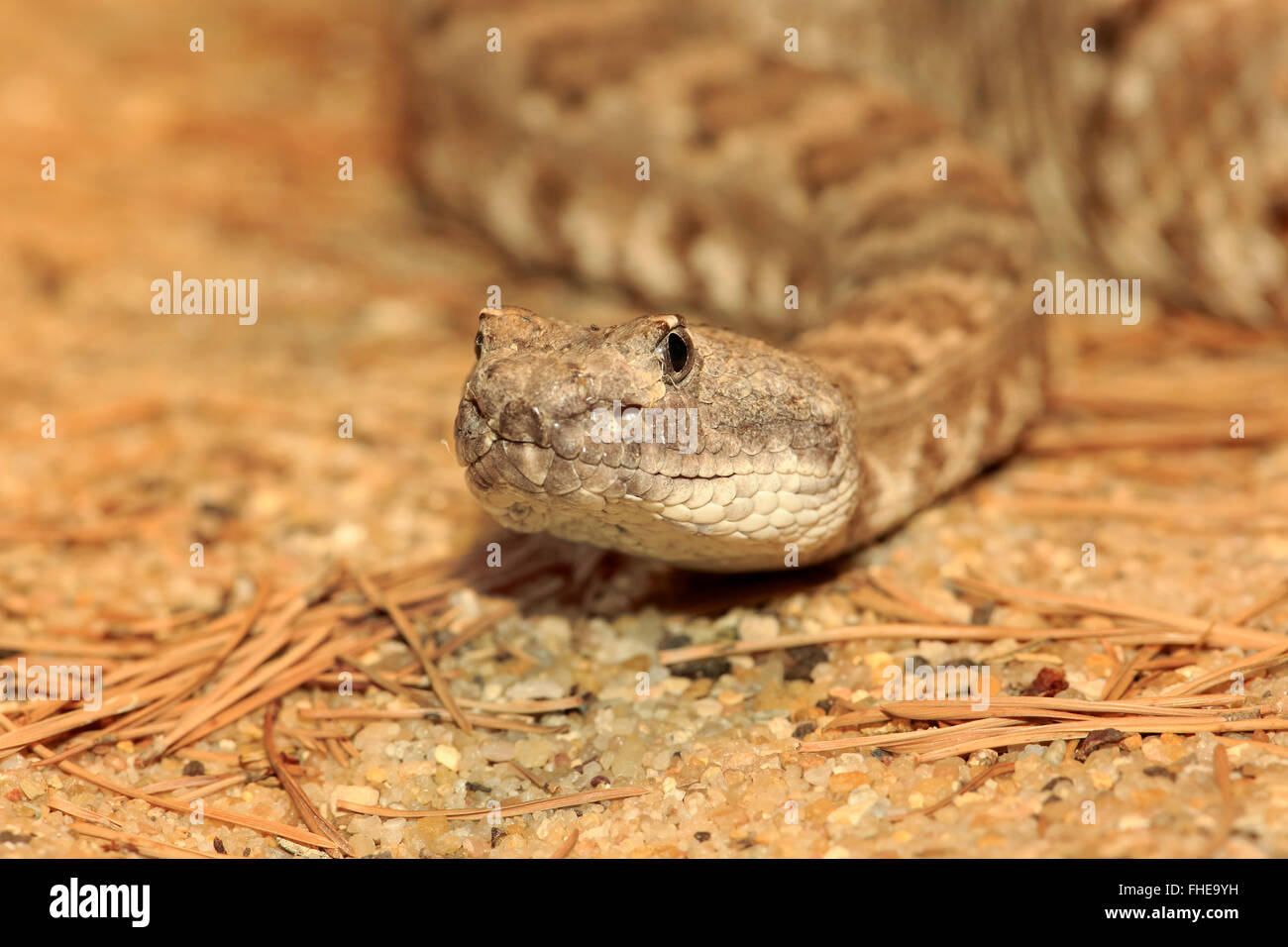 Prairie Rattlesnake, adult portrait, USA, Northamerica / (Crotalus ...