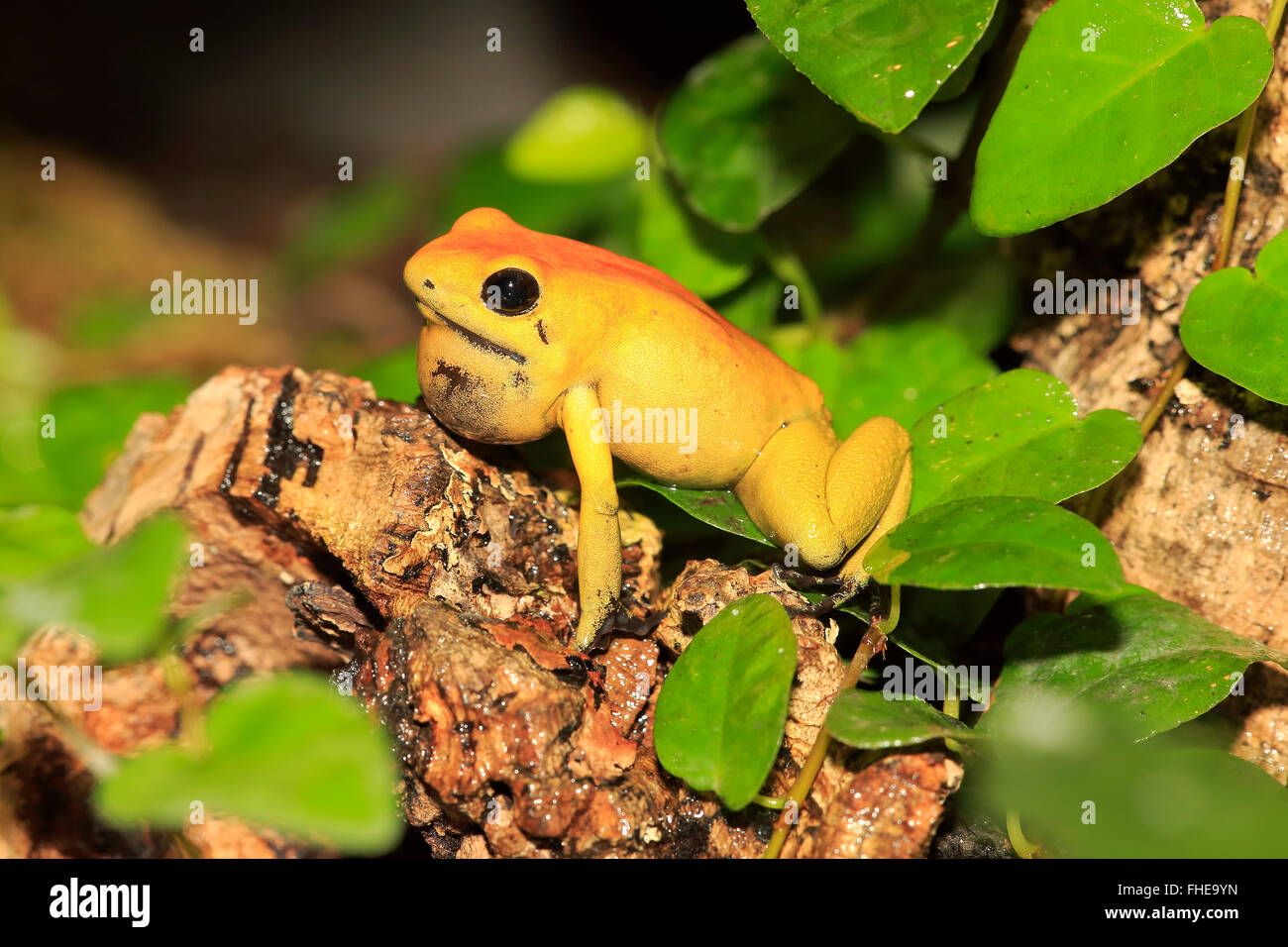 Black Legged Dart Frog, adult, South America / (Phyllobates bicolor ...