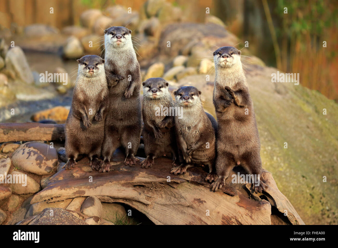 Oriental small-clawed Otter, group of adults standing upright, alert ...