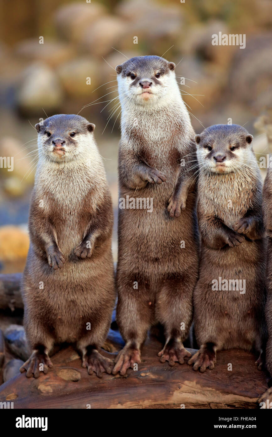 Oriental small-clawed Otter, group of adults standing upright, alert ...